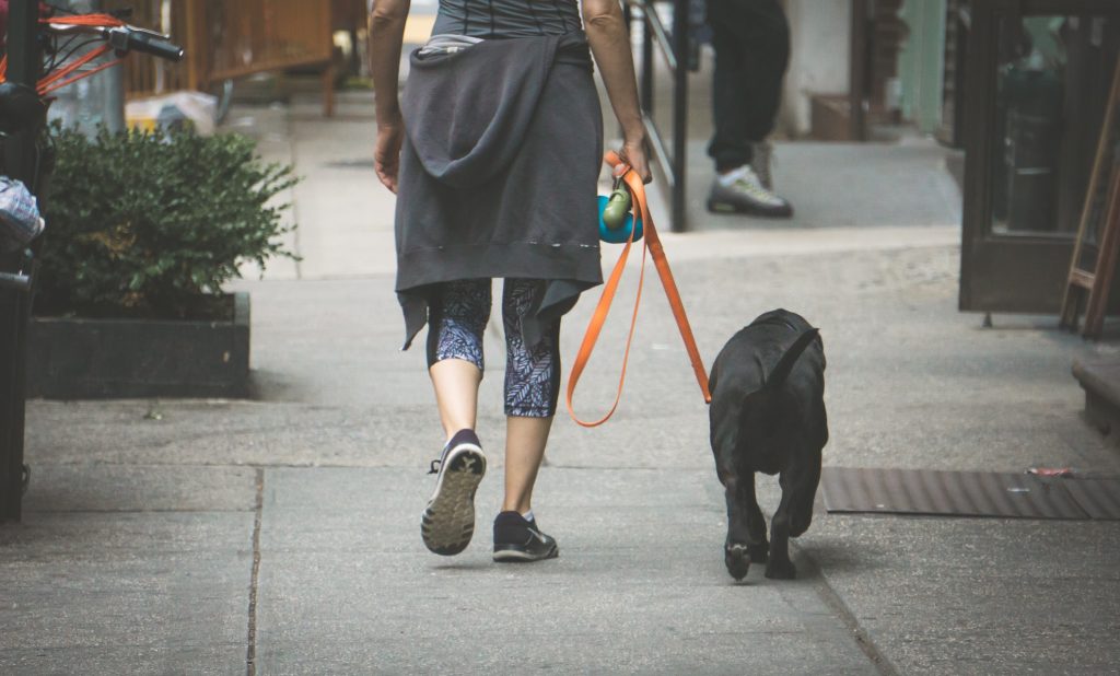 10+ Dog Walking Jobs (No Experience Needed)