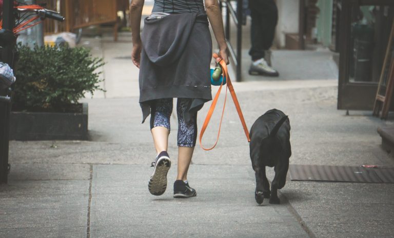 10+ Dog Walking Jobs (No Experience Needed)
